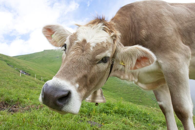 Vaca suiza foto de archivo. Imagen de hierba, nubes, granja - 6027490