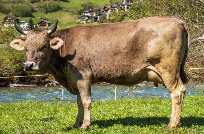 4,386 Vaca Lechera Suiza Fotos - Libres de Derechos y Gratuitas de ...