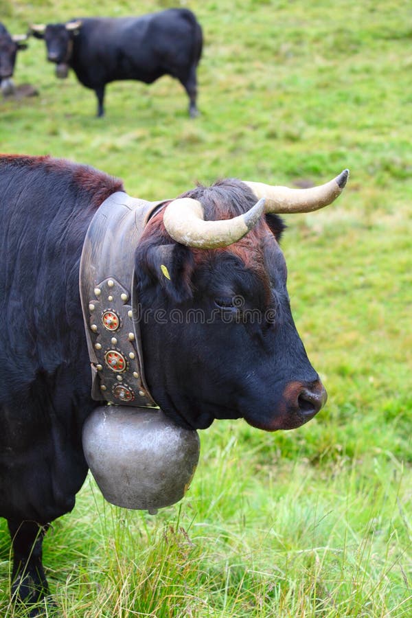 58,186 Pradera Suiza Fotos de stock - Fotos libres de regalías de ...