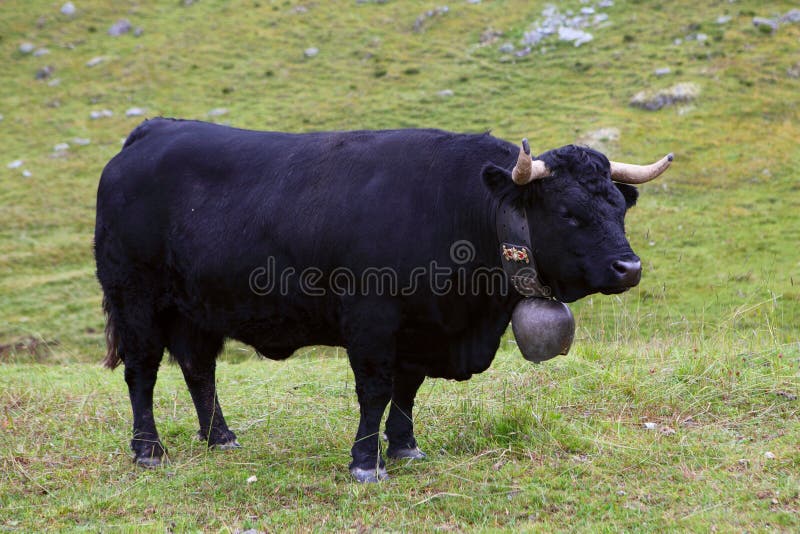 329 Alarma Suiza Tradicional De La Vaca Fotos de stock - Fotos libres ...
