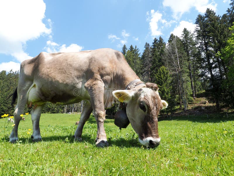 Vaca Suiza Ningunos Cuernos Imagen de archivo - Imagen de cubo, alarma ...