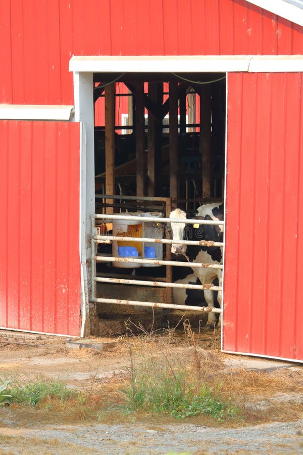 Vaca Suja Do Celeiro E De Leiteria Foto de Stock - Imagem de vermelho ...
