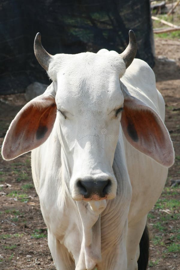 Vaca del cebú imagen de archivo. Imagen de rural, tailandés - 25432023