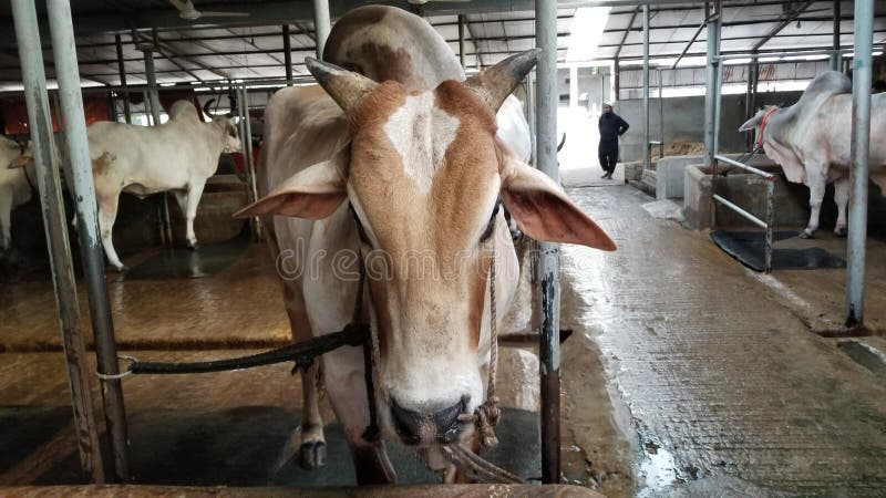 Vaca Touro Animal foto de stock. Imagem de vaca, animal - 158157358