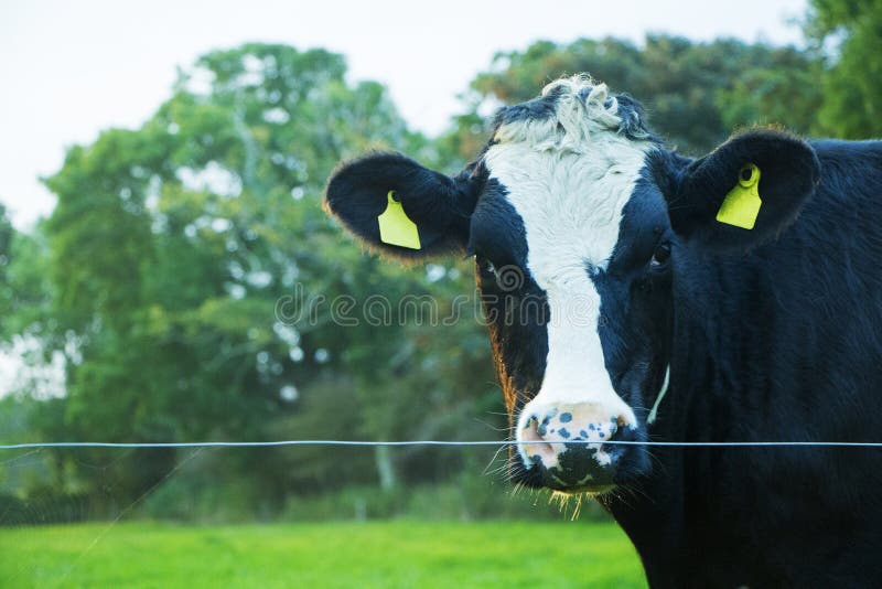 738 Vaca Triste Fotos - Libres de Derechos y Gratuitas de Dreamstime