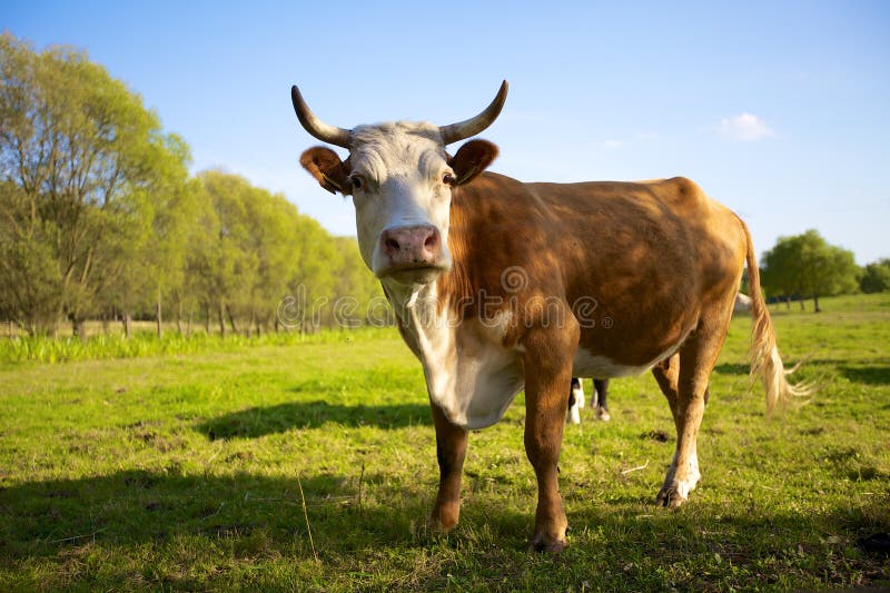 Vaca vermelha imagem de stock. Imagem de pasto, matriz - 32256179