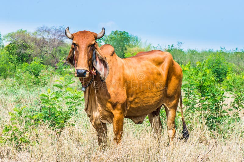 Vaca vermelha imagem de stock. Imagem de branco, casa - 43177497