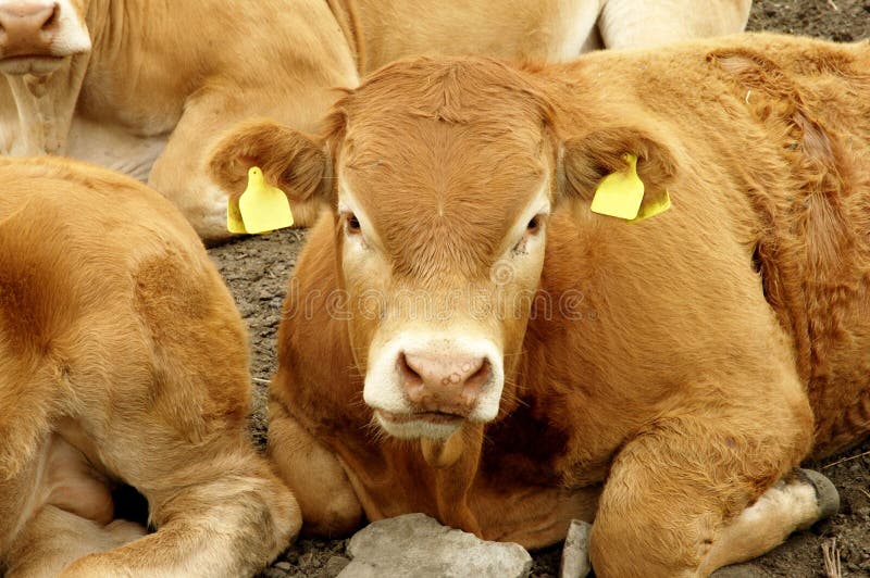 Vaca vermelha imagem de stock. Imagem de estar, outdoor - 7198817