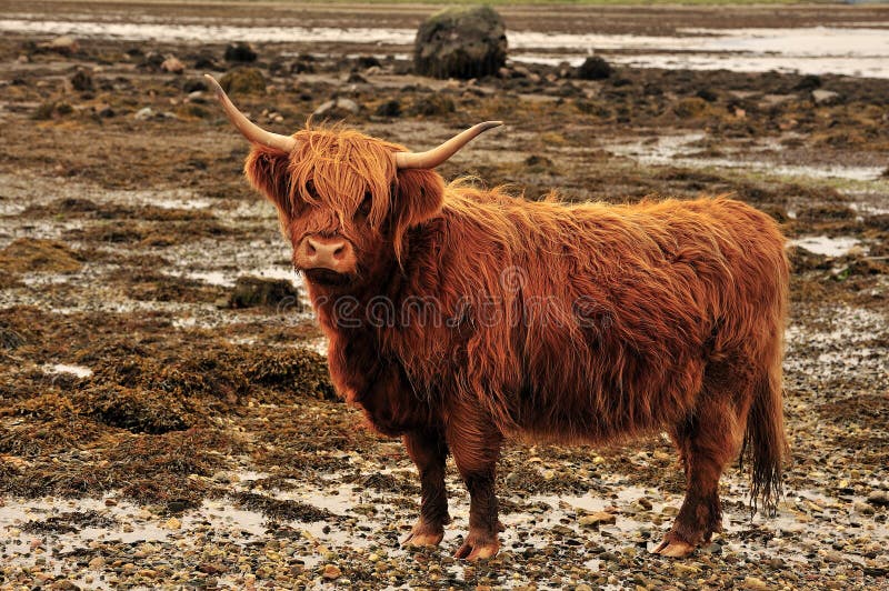Vaca Vermelha Das Montanhas Ou Kyloe, Argyll, Scotland Foto de Stock ...