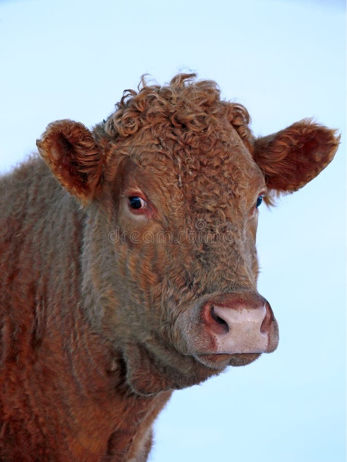 Vaca vermelha de Angus foto de stock. Imagem de alerta - 103916634