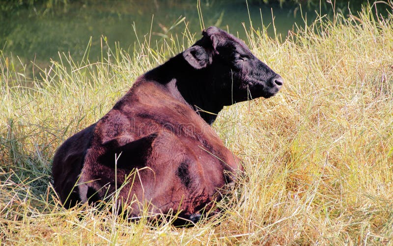 Vaca vermelha de Angus foto de stock. Imagem de alto - 56661632