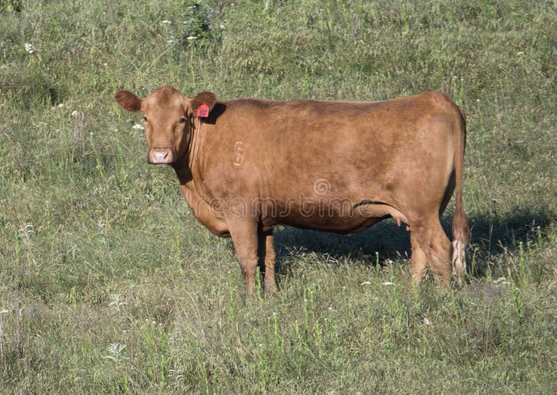 Vaca De Carne Vermelha De Angus Imagem de Stock - Imagem de satisfeita ...
