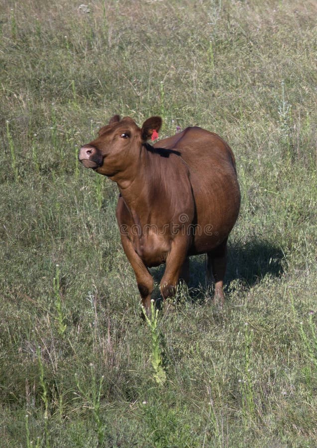Vaca Vermelha De Angus Em Um Campo Em Oklahoma Foto de Stock - Imagem ...