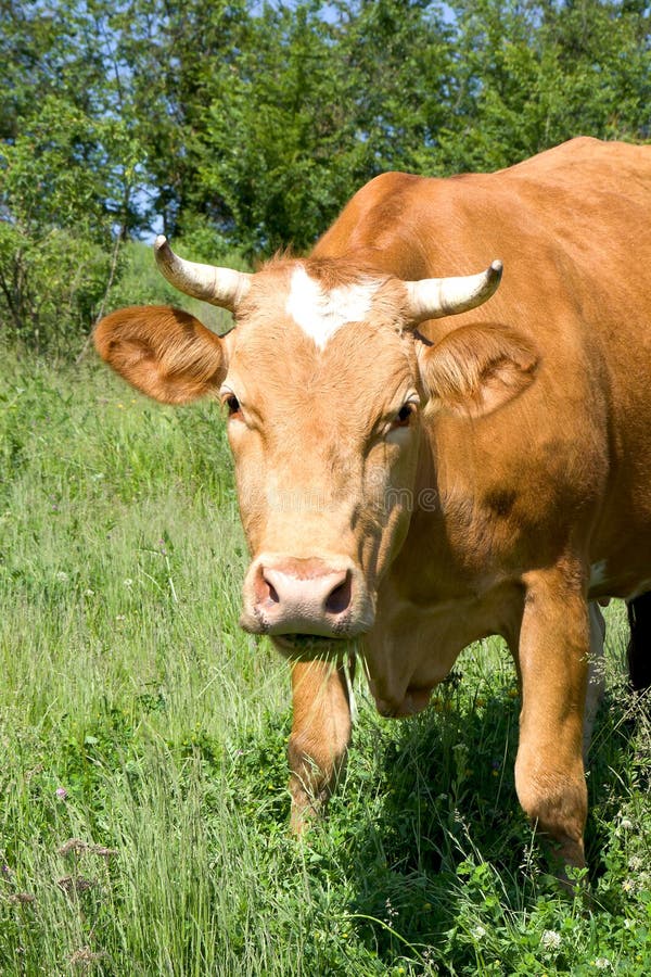 Vaca Vermelha-marrom Na Relva, Prado Verde Foto de Stock - Imagem de ...