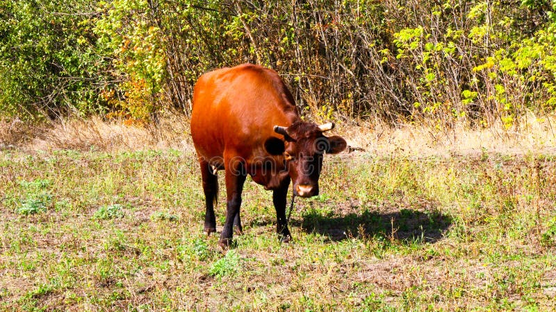 Vaca vermelha no pasto foto de stock. Imagem de propriedade - 198269066