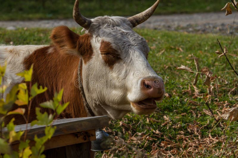 Vaca Vermelha Que Descansa Na Grama Foto de Stock - Imagem de paste ...