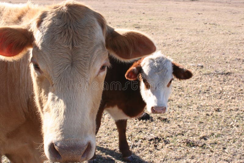 Cabeza Del Becerro De La Vaca Del Jersey Imagen de archivo - Imagen de ...
