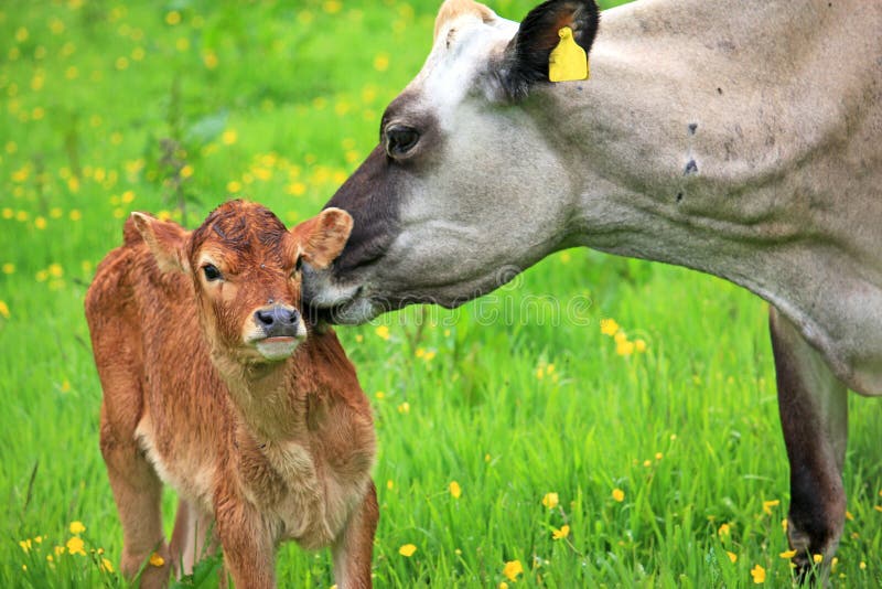 Vaca y becerro imagen de archivo. Imagen de pare, limpio - 92745759