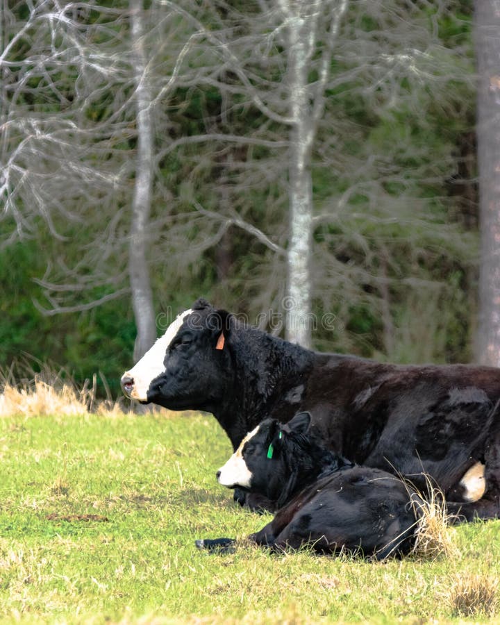 Vaca Y Becerro Baldy Negros - Vertical Foto de archivo - Imagen de ...