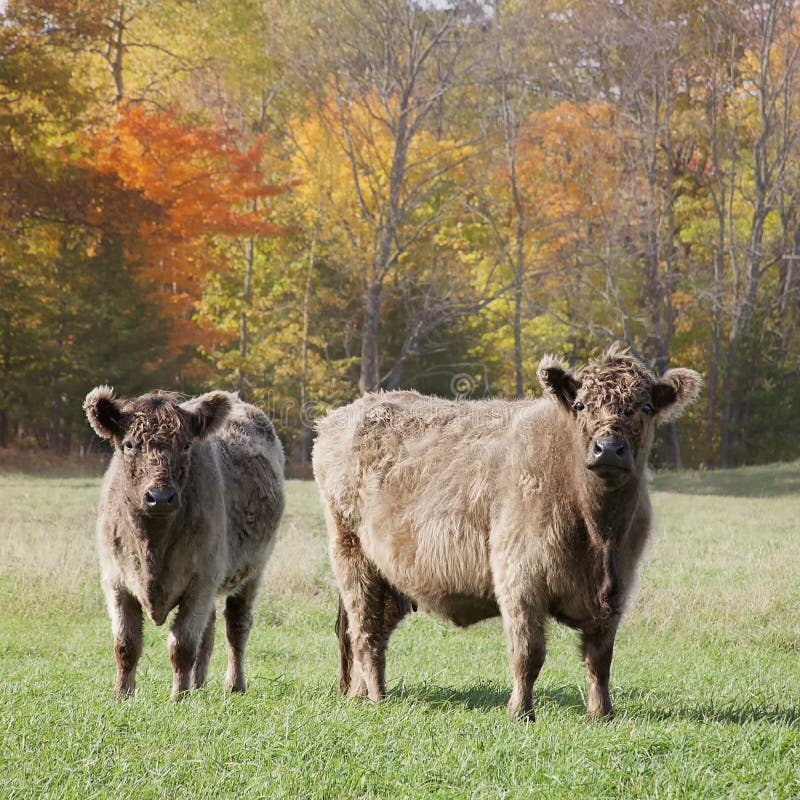 Vaca y becerro de ganado imagen de archivo. Imagen de midwest - 68691833
