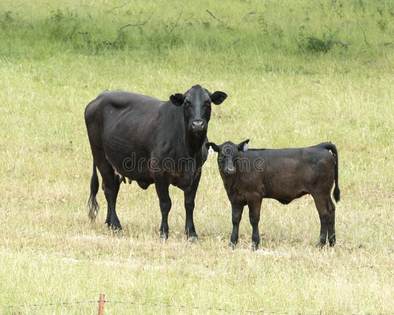 Vaca Angus Negra Y Ternero En Oklahoma Foto de archivo - Imagen de ...
