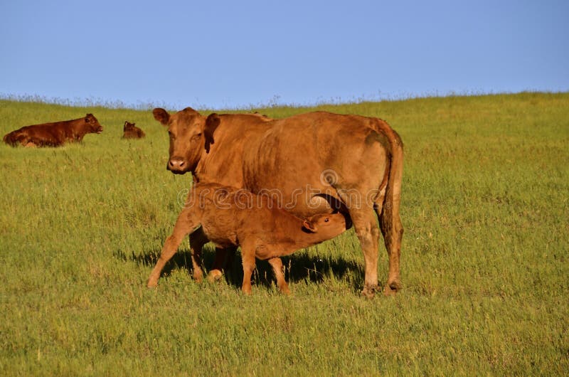 Becerro De Angus Durante Un Marcado En Caliente Con Un Caballo ...