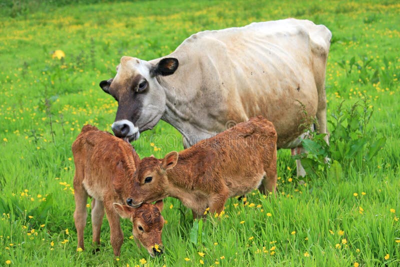 Una Vaca Y Sus Becerros En Un Campo Imagen de archivo - Imagen de beef ...