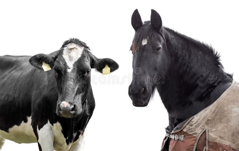 Caballo Y Vaca Sobre Un Fondo Blanco Imagen de archivo - Imagen de vaca ...