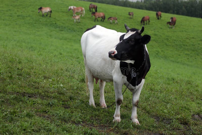 Vaca Y Caballos En El Campo Imagen de archivo - Imagen de campo ...