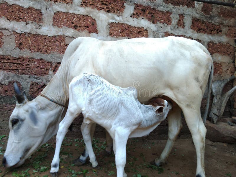 Vaca Y Sus Hijos . Bebé Bebe a Su Madre Bebe Imagen de archivo - Imagen ...