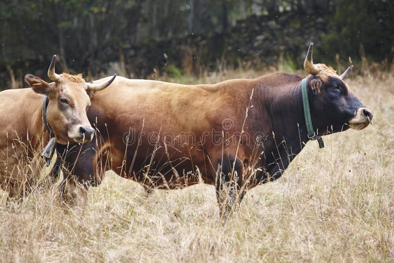 Vaca Y Toro En El Campo Ganado, Ganado Foto de archivo - Imagen de ...