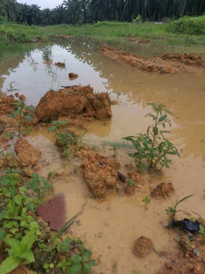 Vacant Agriculture Land Fulls of Puddle after the Heavy Rain Stock ...