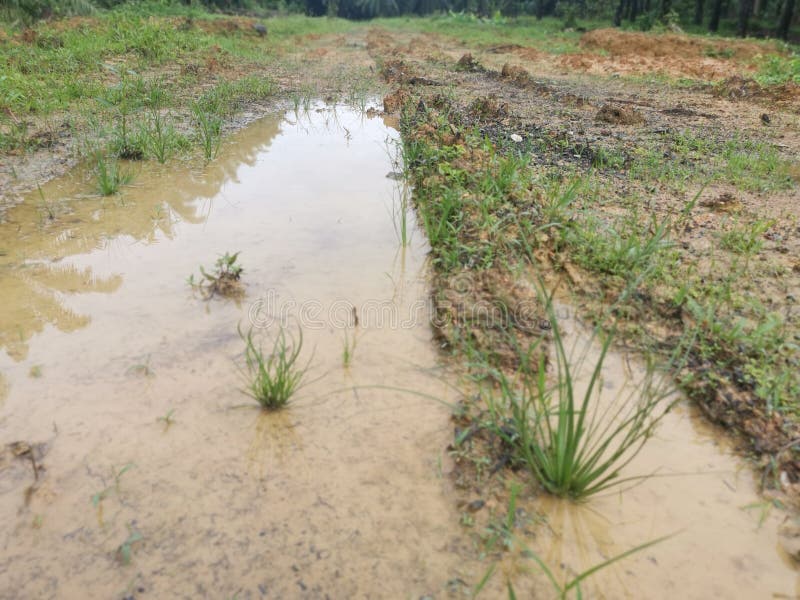 Vacant Agriculture Land Fulls of Puddle after the Heavy Rain Stock ...