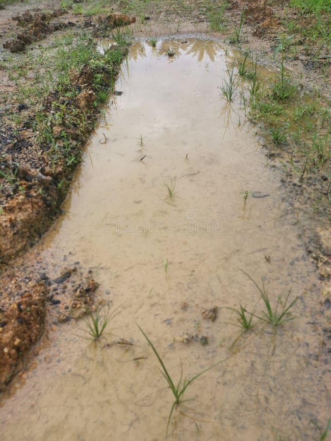 Vacant Agriculture Land Fulls of Puddle after the Heavy Rain Stock ...