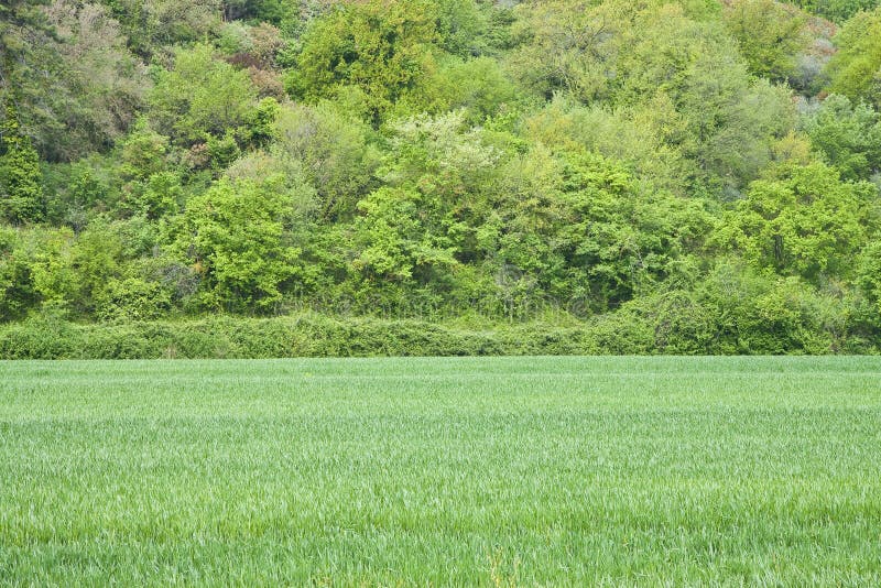 Vacant Land with Field of Fresh Green Grass with Forest and Trees Stock ...