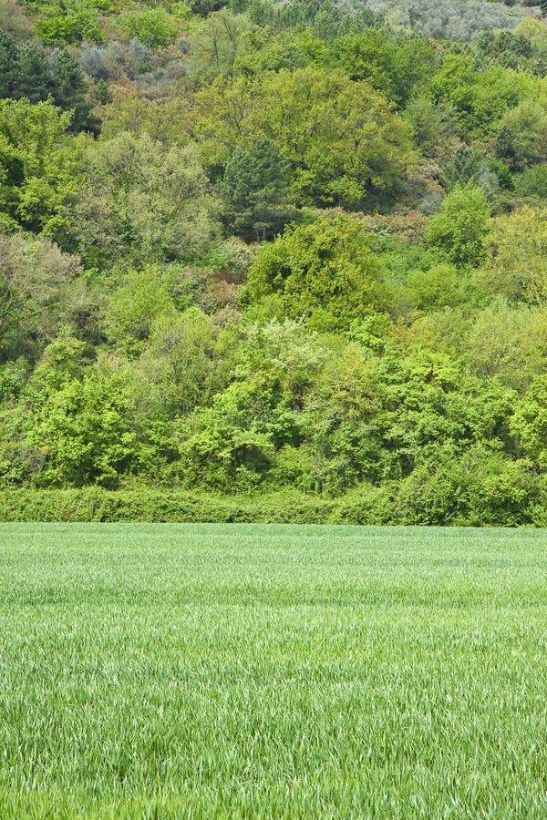 Vacant Land with Field of Fresh Green Grass with Forest and Trees Stock ...