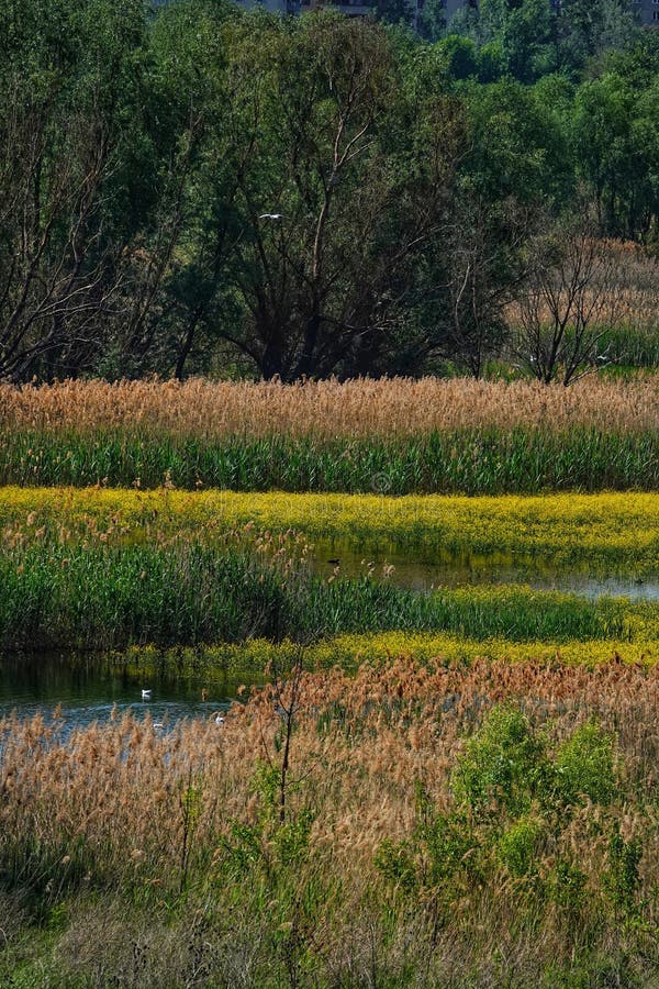 Vacaresti Nature Park and Lake Stock Image - Image of lake, delta ...