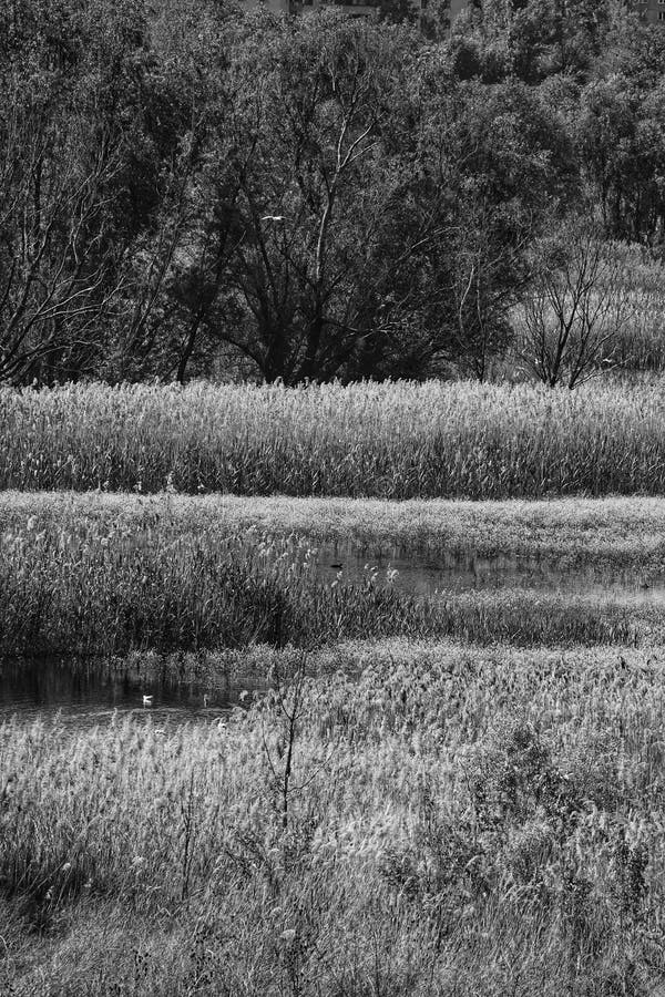 Vacaresti Nature Park and Lake Stock Image - Image of black, bushes ...