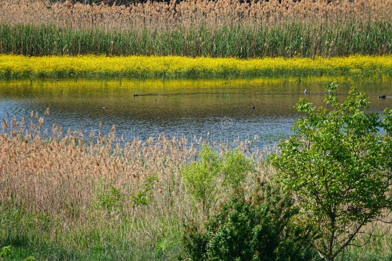 Vacaresti Nature Park and Lake in Bucharest Stock Photo - Image of ...
