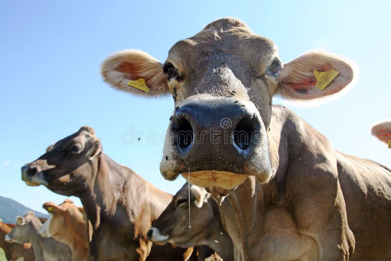 Vacas imagen de archivo. Imagen de vaca, cierre, experiencia - 24232945