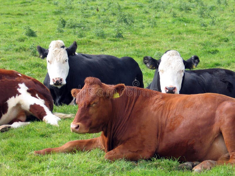 Vacas foto de archivo. Imagen de rotura, carne, leche, amigos - 290476