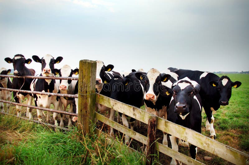 Vacas foto de archivo. Imagen de vacas, blanco, animal - 7808272