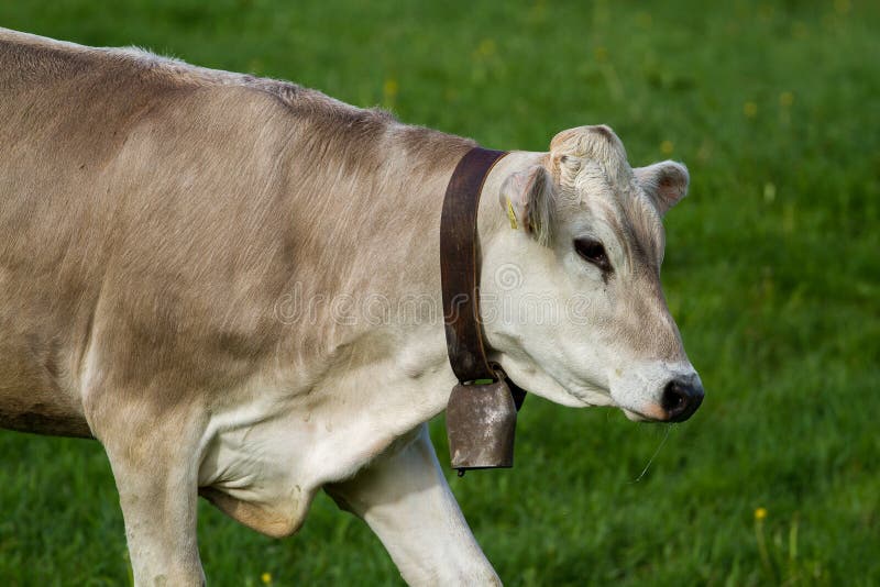Vacas alpinas foto de archivo. Imagen de pasto, leche - 104517010