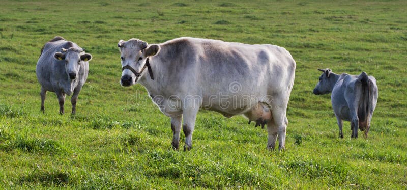Vacas azules en un campo imagen de archivo. Imagen de prado - 153824291