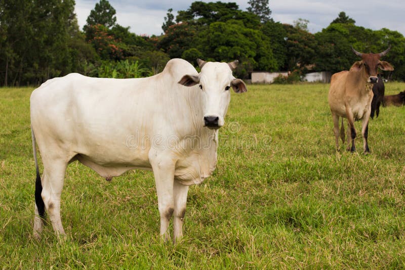 Vacas Brasileiras Em Um Pasto Foto de Stock - Imagem de paisagem ...
