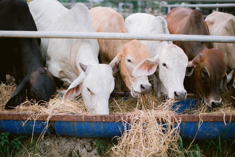 Vacas comiendo pasto imagen de archivo. Imagen de verde - 156582087