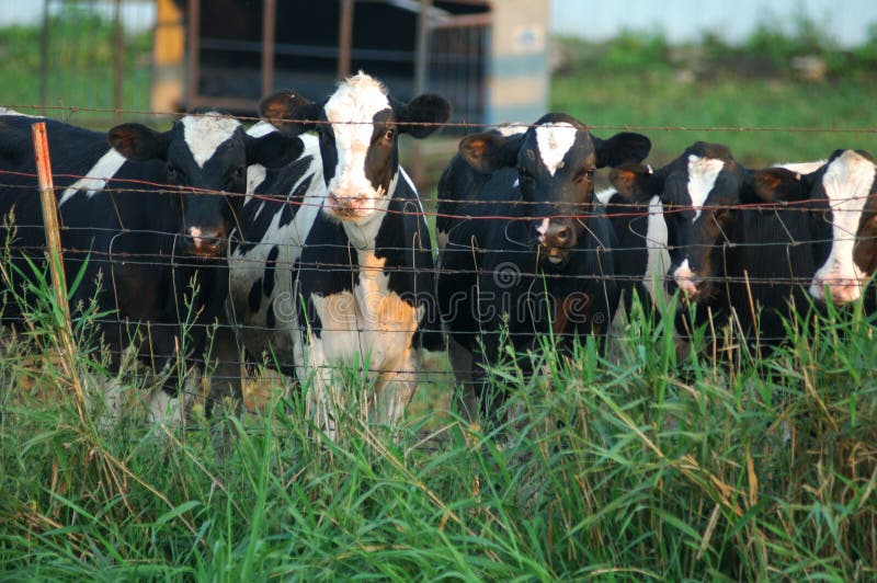 Vacas curiosas foto de archivo. Imagen de iowa, hierba - 1113676