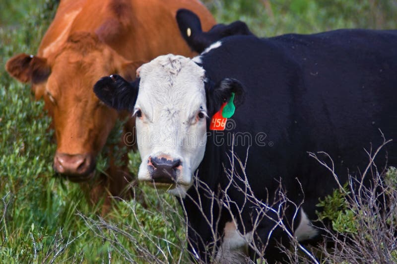 Vacas de Angus imagen de archivo. Imagen de vaca, alimento - 11207501
