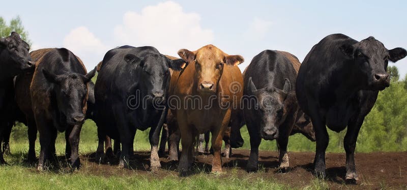 Vacas Rojas De Angus Con Los Becerros Imagen de archivo - Imagen de ...