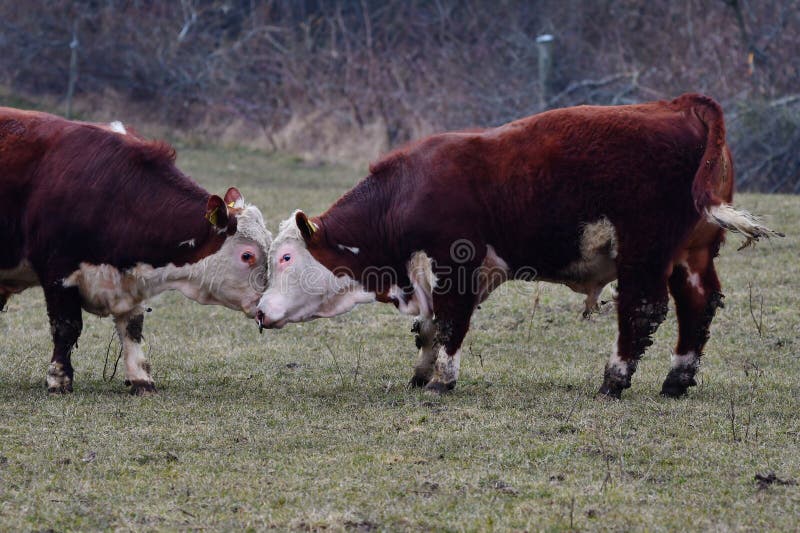 VACAS De HEREFORD - Lucha De Toros Joven Y Poder De Medición Imagen de ...